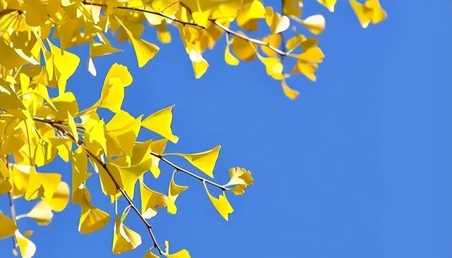 Fifteen poems about ginkgo, each one is a beautiful picture, like a ...