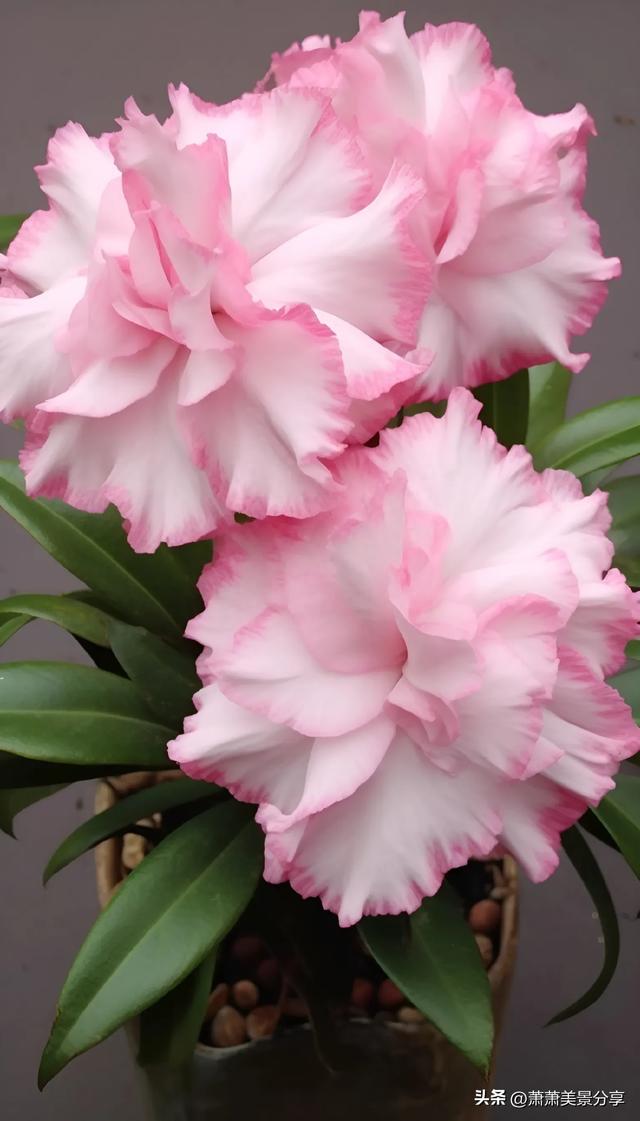 Magnificent Blooming Double Desert Rose: Beautiful and Tough Desert ...