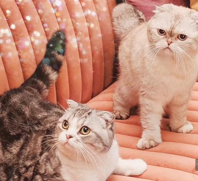 Swift is on the cover with her ragdoll cat worth hundreds of millions ...