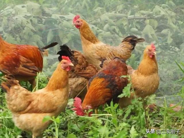 What does the rural saying "men are afraid of grinding, women are ...