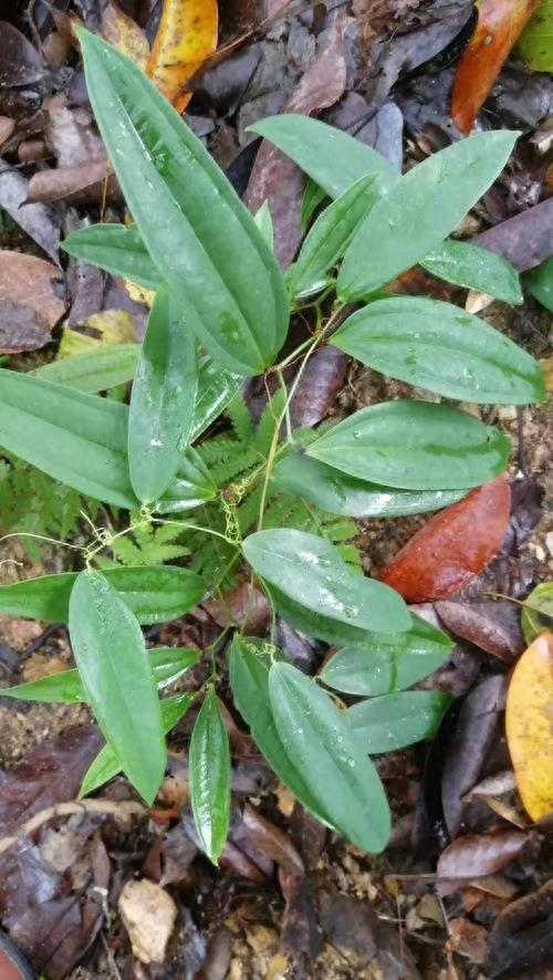 Smilax cocos: origin, characteristics and uses - iNEWS