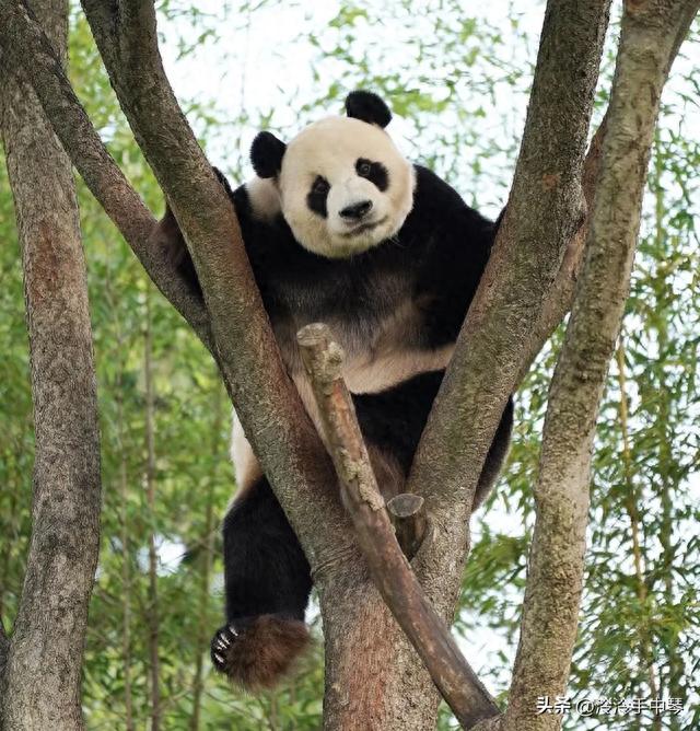 Giant Panda Lebao: An optimistic attitude leads to the peak of Xiong's ...