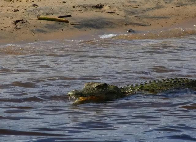 Faced with crocodiles, lions are afraid and tigers hunt them. Is this ...