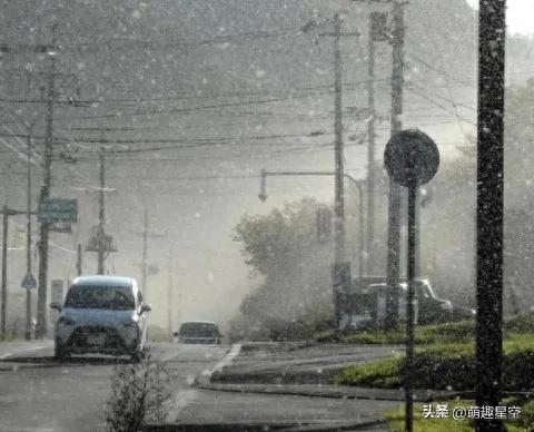 Snow bugs are infested in Hokkaido, Japan this fall - iMedia