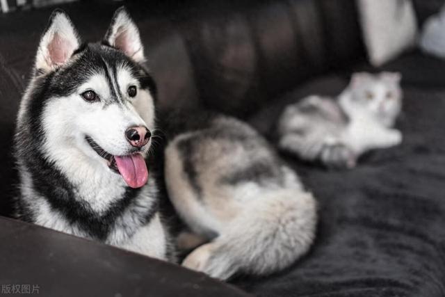 Pet owners, let's take a look, is it better to have a cat or a dog? - iNEWS